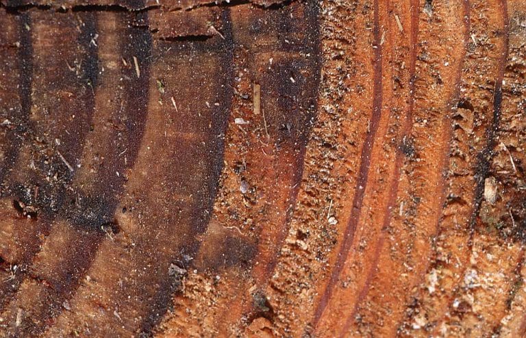 Closeup Pictures - BigFoto.com