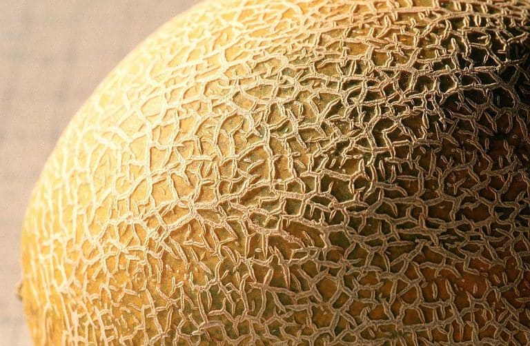 Closeup Pictures - BigFoto.com