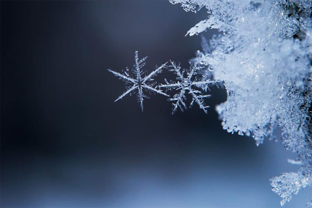 The Magic of Macro: Unlocking the Hidden World Through Close-Up ...